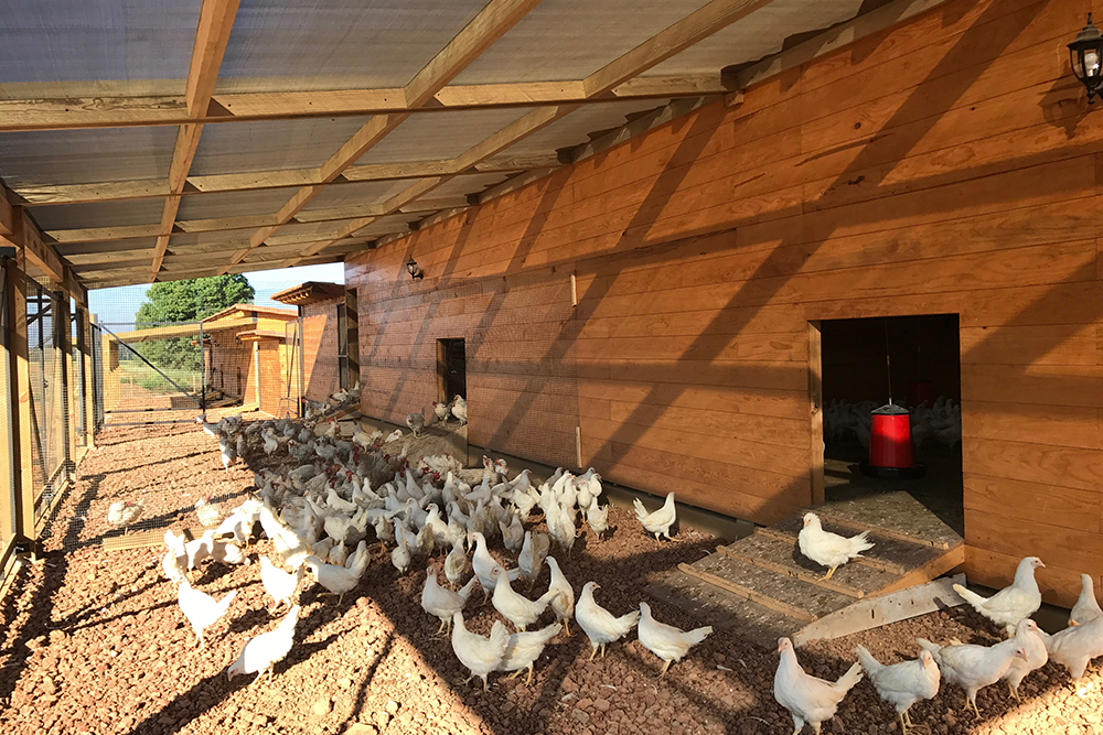 Obtiene primera granja mexicana el sello Certified Humane de Bienestar ...